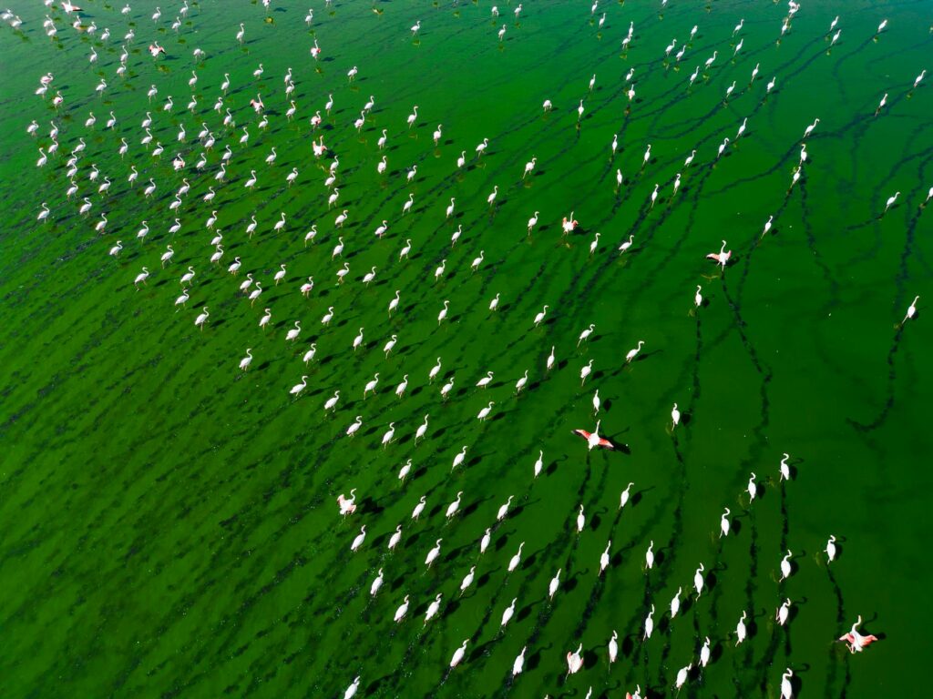 Calculating Fst for haploid data in R - Arafat Rahman